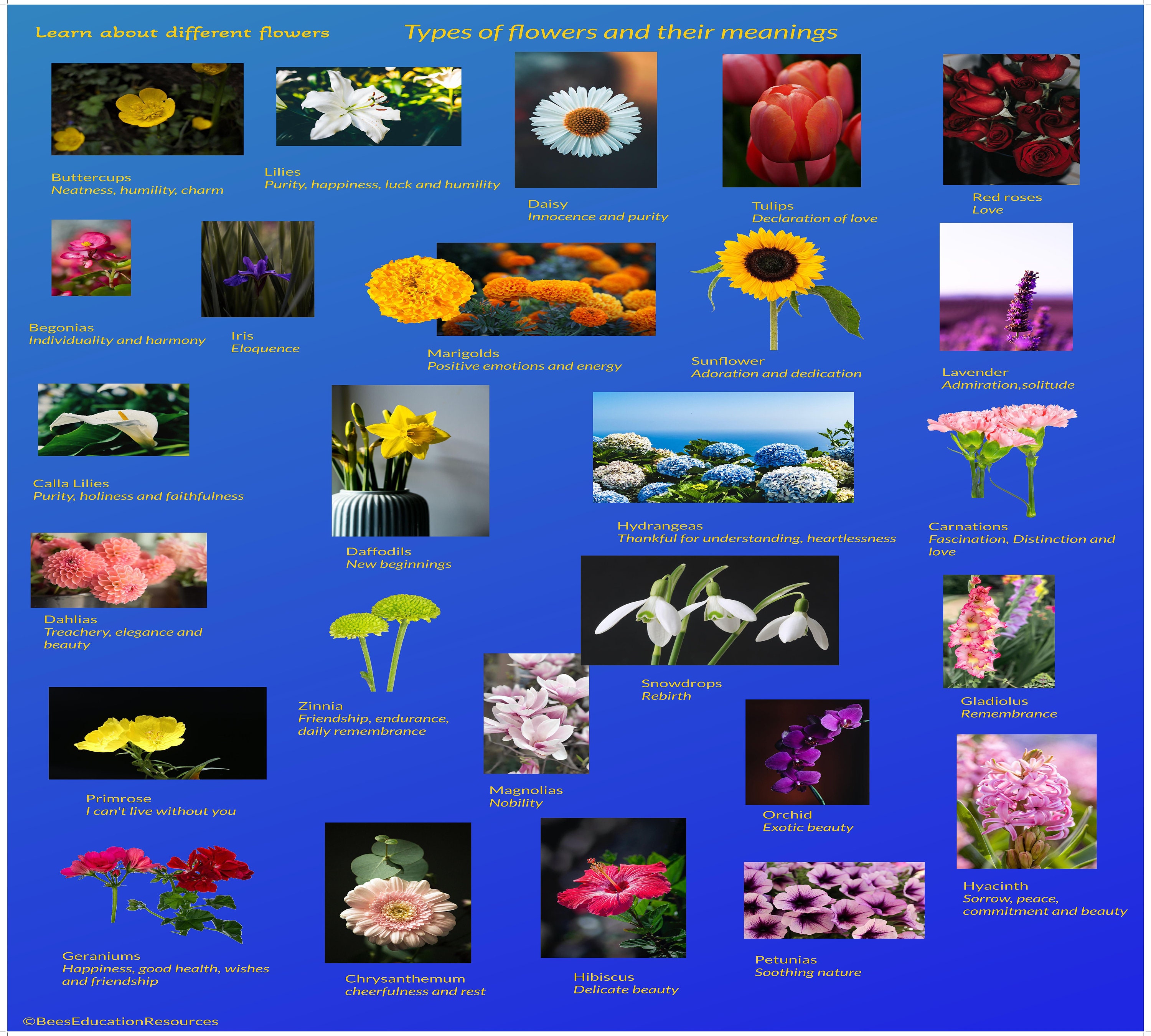 Flowers and Their Meanings, Wall Poster, Home Learning, Pre School ...