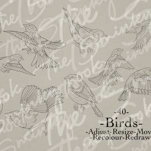 Procreate Neo Traditional Birds, Bird Tattoo Stamps and Brushes - Etsy