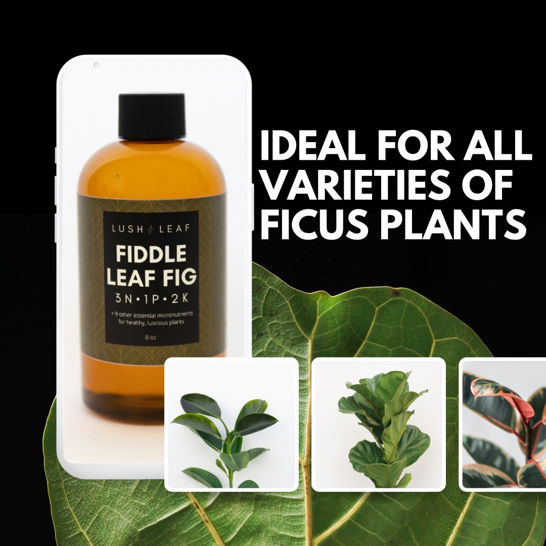 Fiddle Leaf Fig Fertilizer for Rapid Growth and Healthy Strong Indoor ...