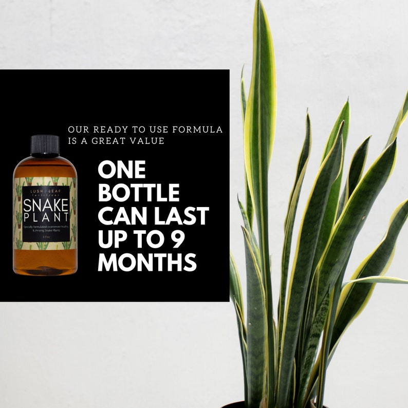 Snake Plant Fertilizer Liquid Concentrate Plant Food for Healthy and ...