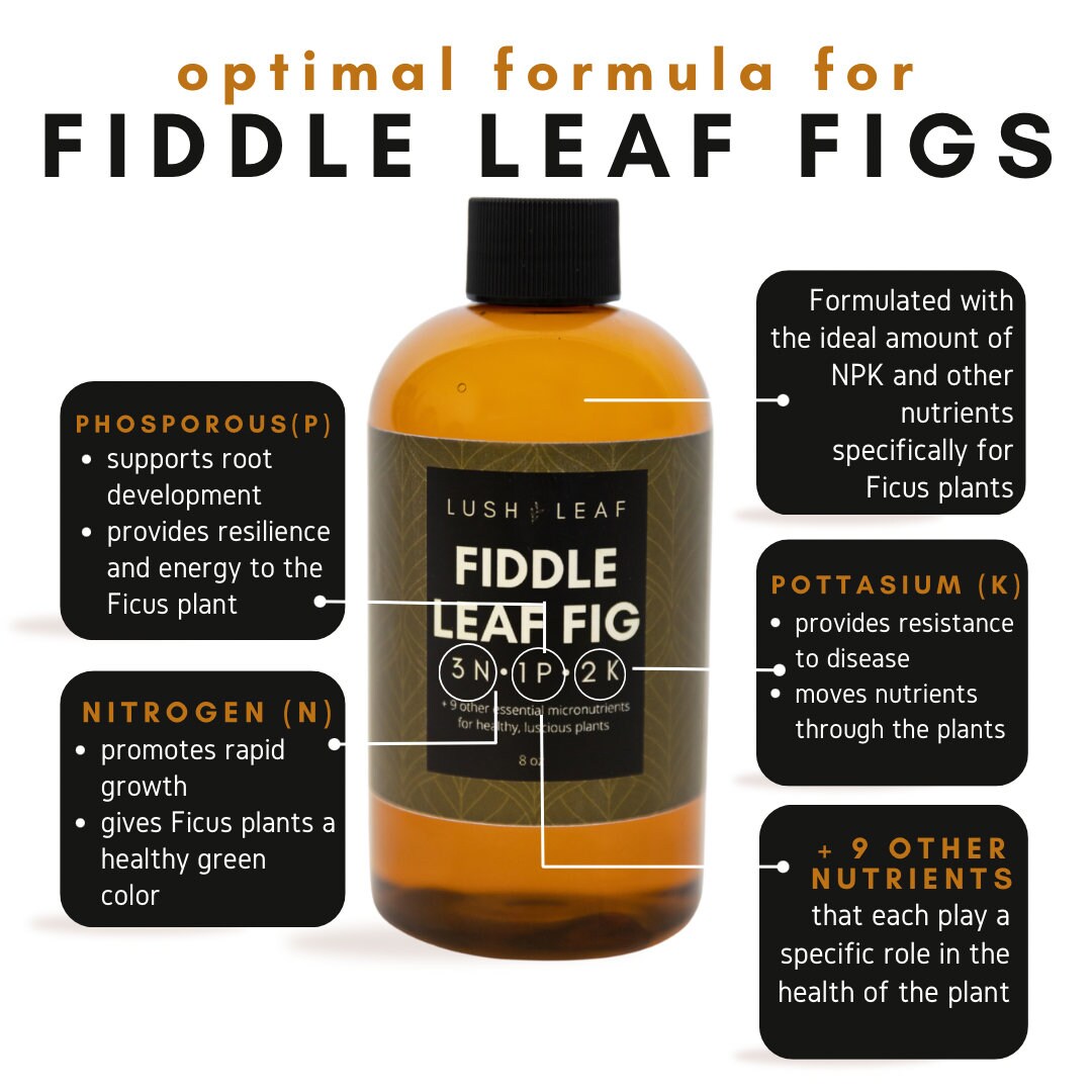 Fiddle Leaf Fig Fertilizer for Rapid Growth and Healthy Strong Indoor ...
