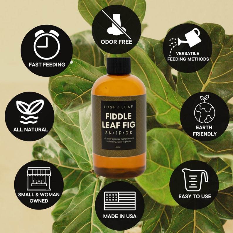 Fiddle Leaf Fig Fertilizer for Rapid Growth and Healthy Strong Indoor ...