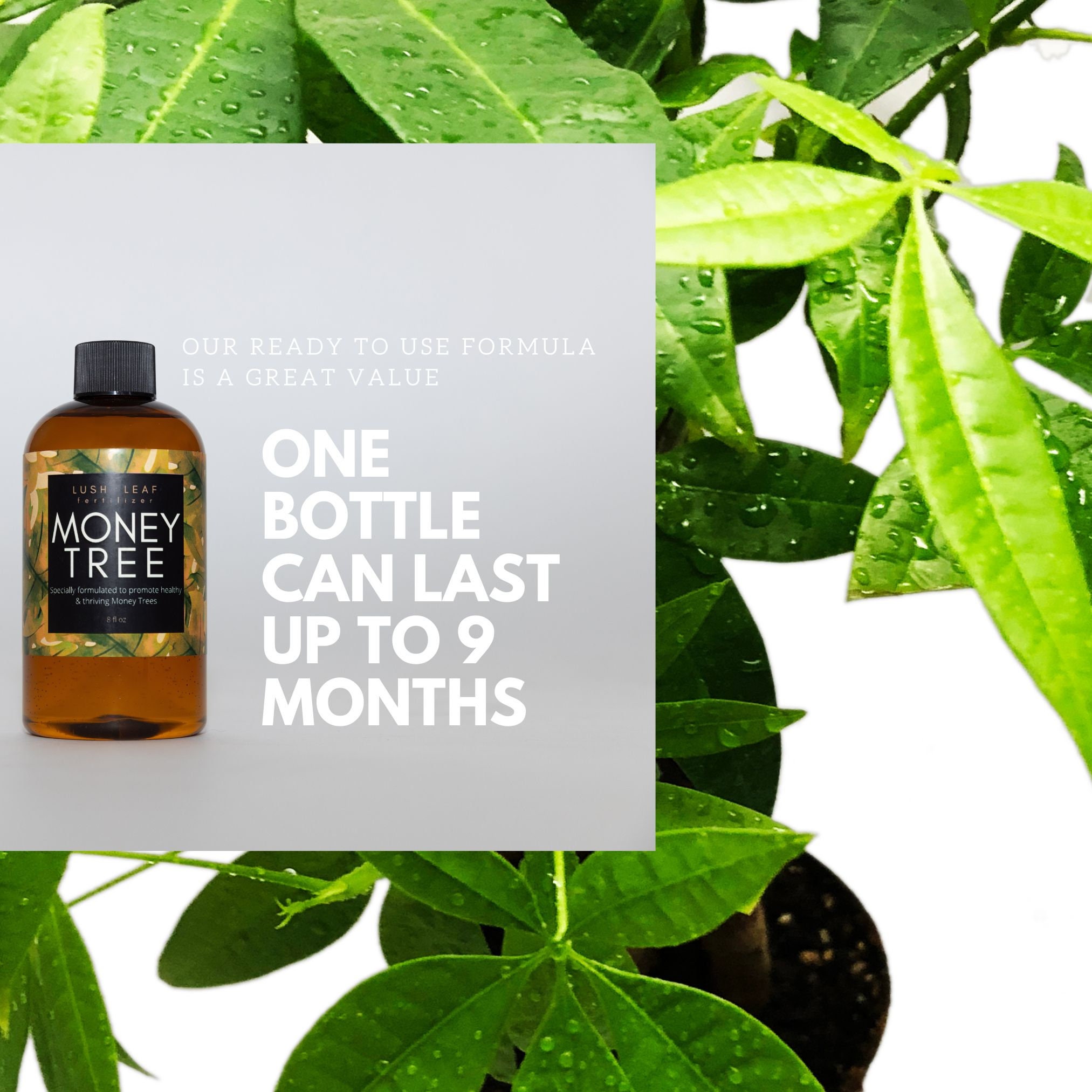 Money Tree Plant Food Liquid Concentrate Fertilizer for Healthy ...