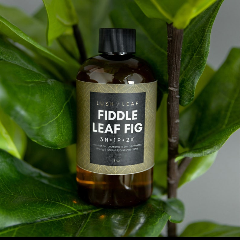 Fiddle Leaf Fig Fertilizer For Rapid Growth And Healthy Strong Etsy