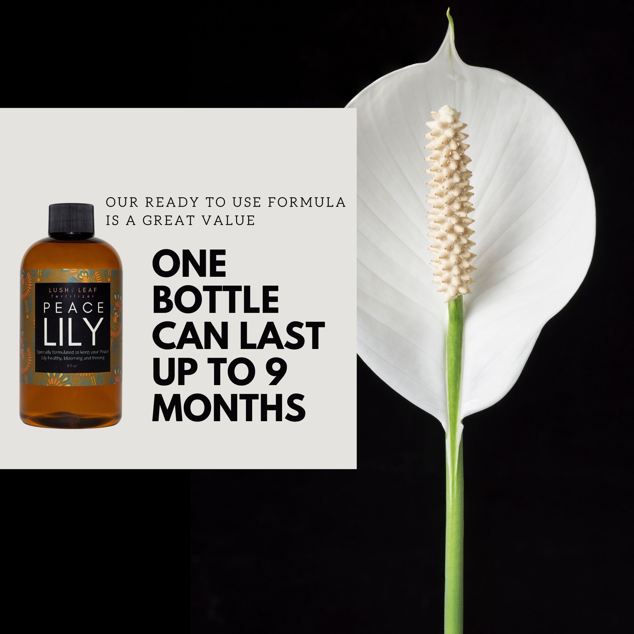 Peace Lily Plant Food Liquid Concentrate Fertilizer for Healthy and ...