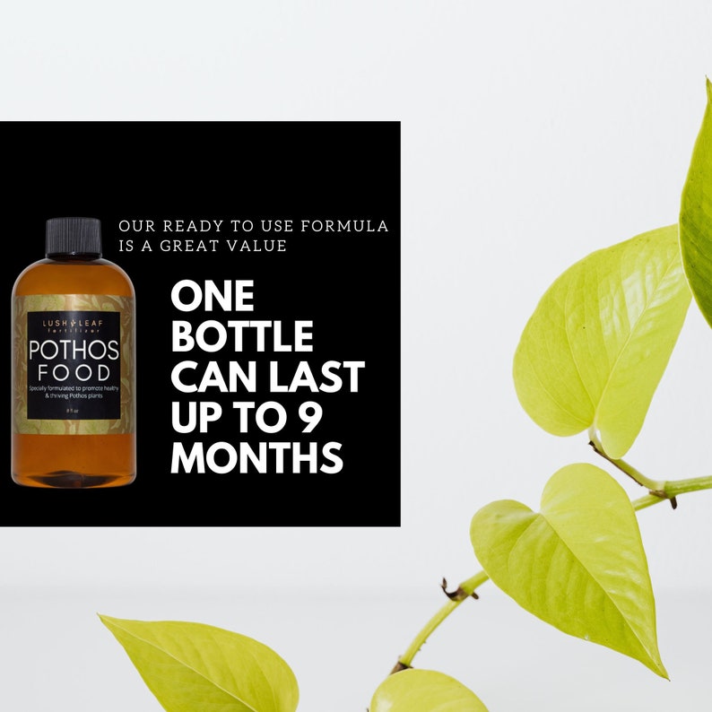 Pothos Plant Food Liquid Fertilizer Concentrate for Healthy and ...