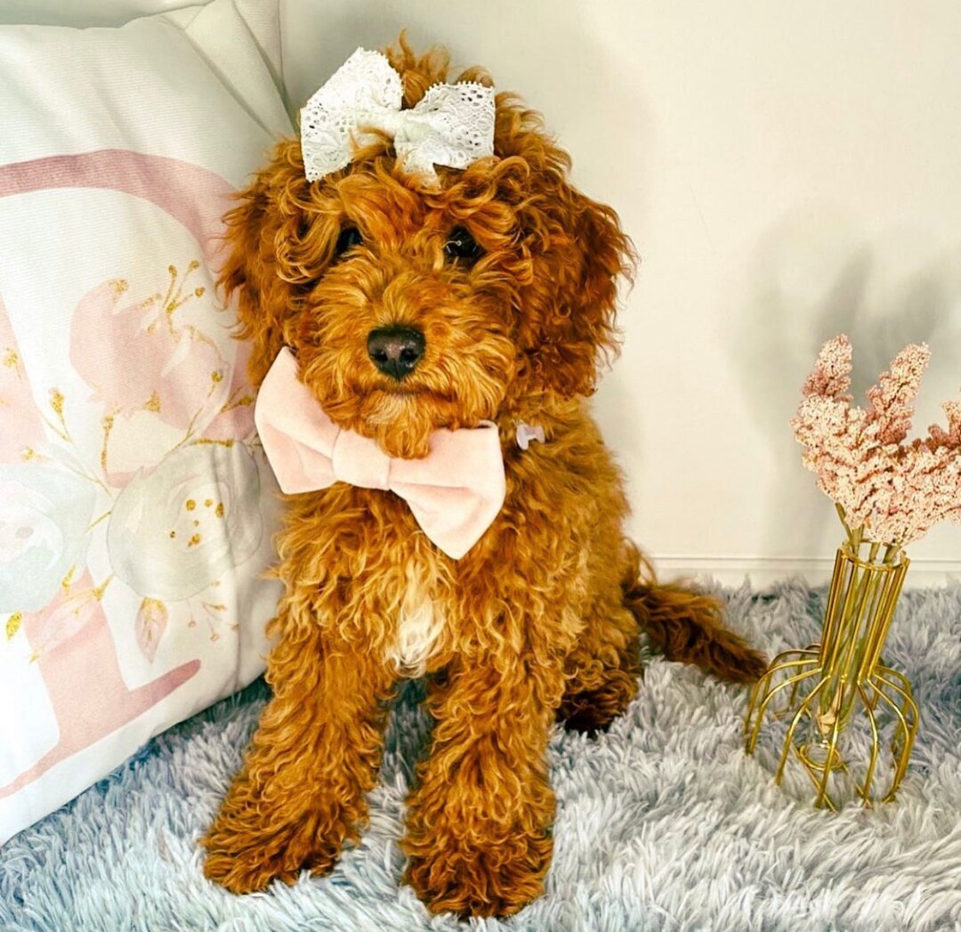 Velvet Dog Bow Tie Pink - Etsy