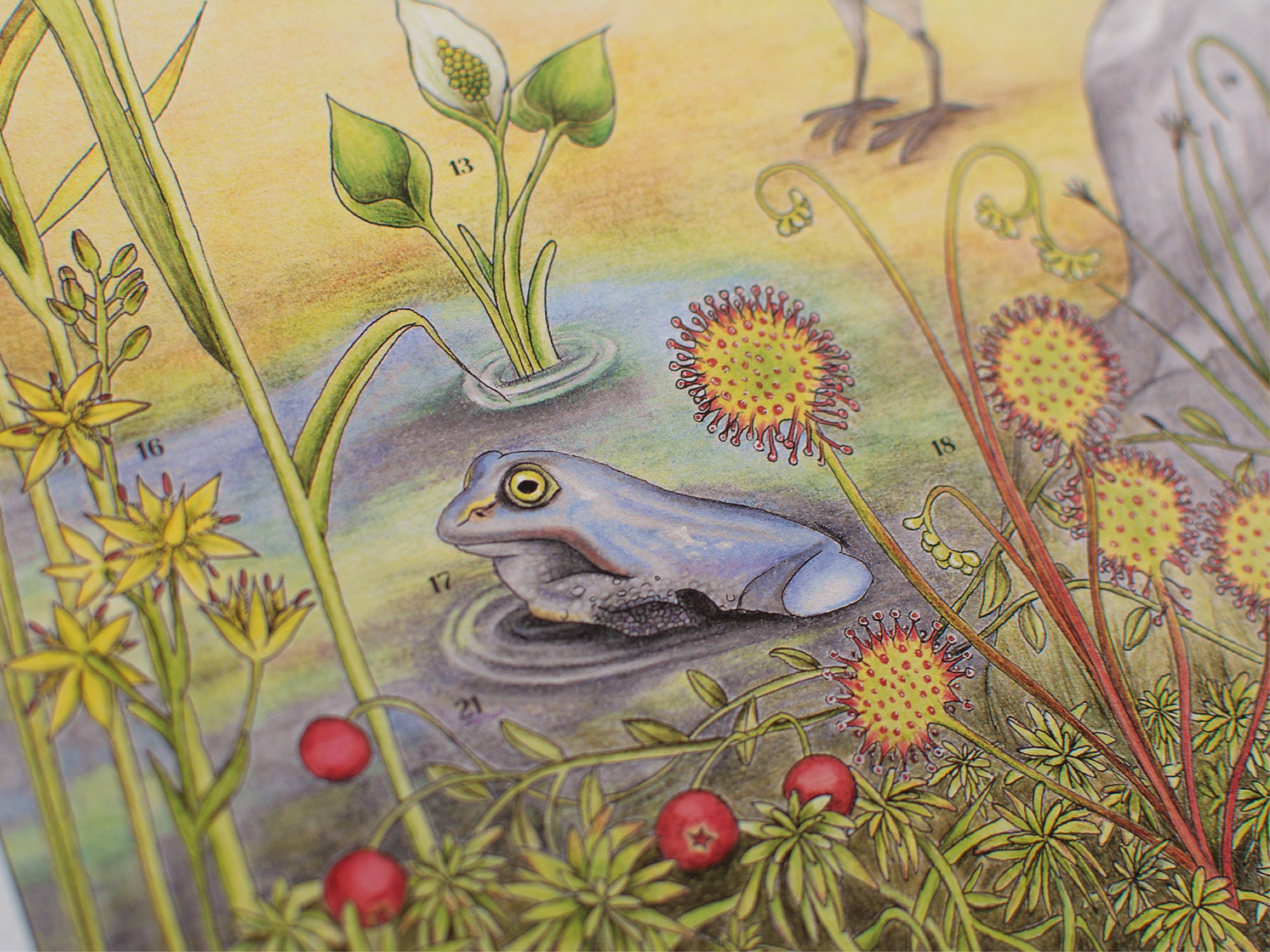 Moor Poster "the Moor as Habitat" | 30 X 40 Cm Art Print | Art Print ...