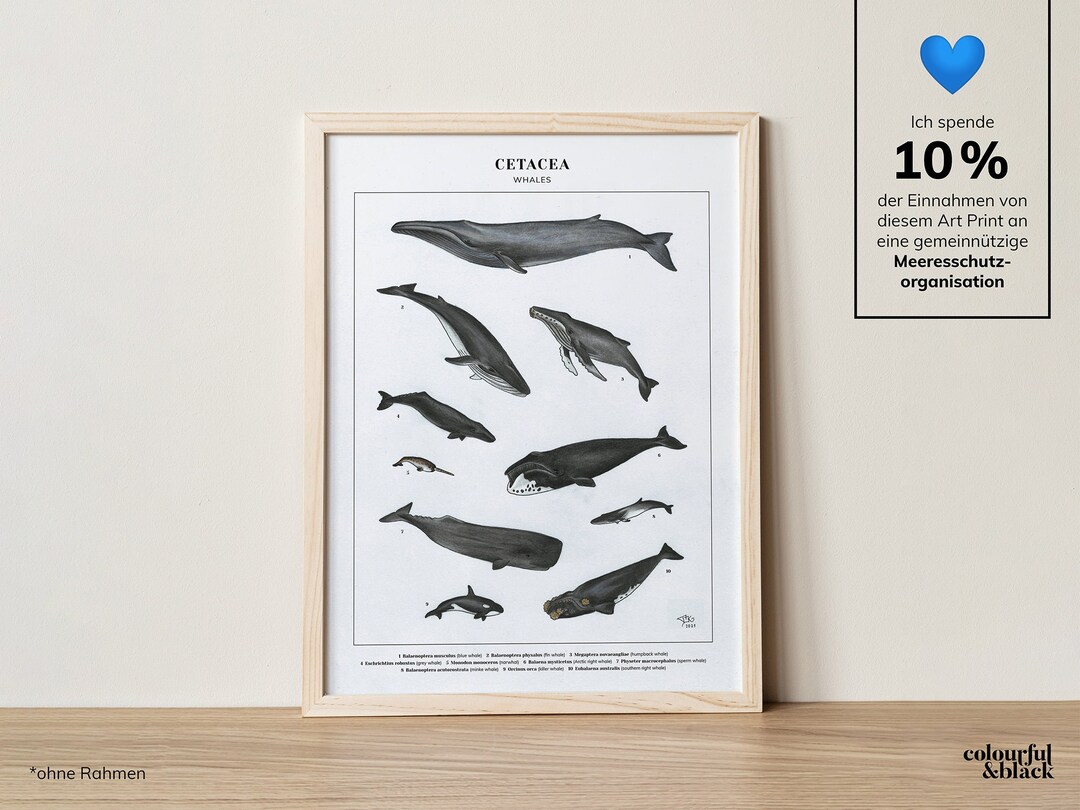 Poster Whales 30 X 40 Cm cetacea whales Art Print Living Room, Children ...