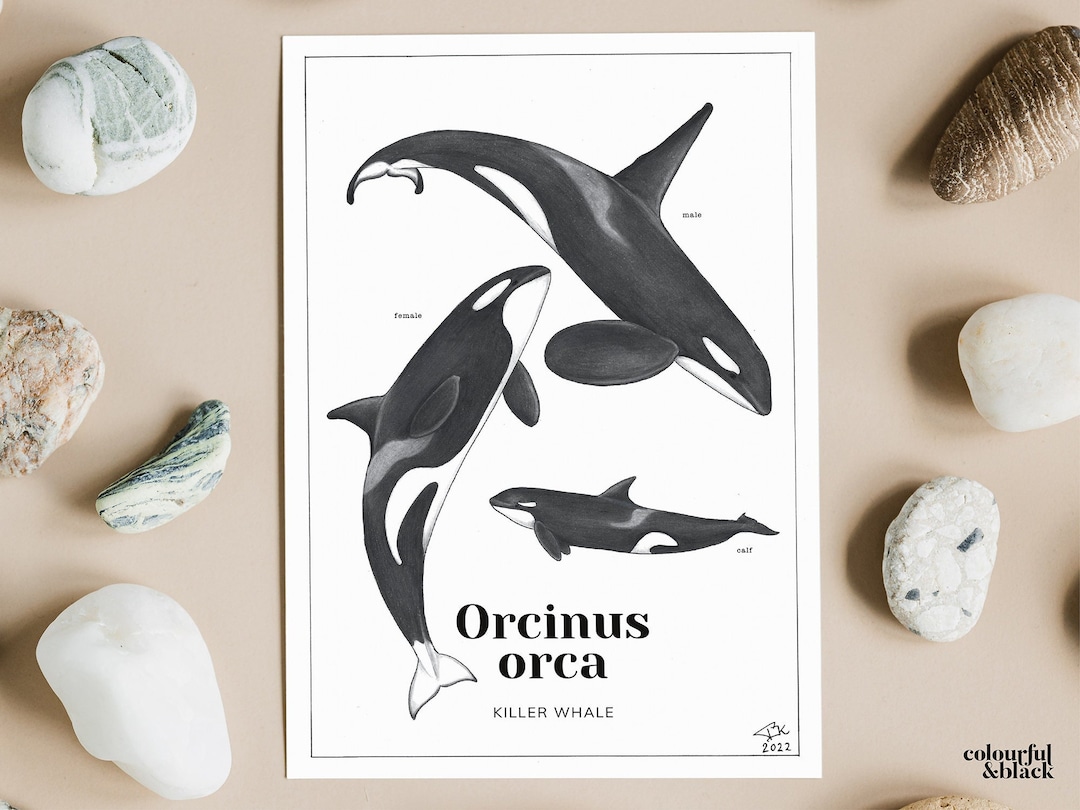 Art Print Orca DIN A4 orcinus Orca Art Print of My Colored Pencil ...