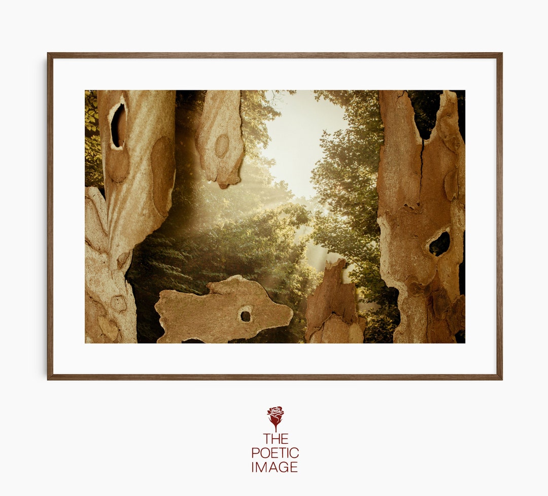 Sycamore Tree Bark Collage Print, Sunrise Ravine Digital Photo ...