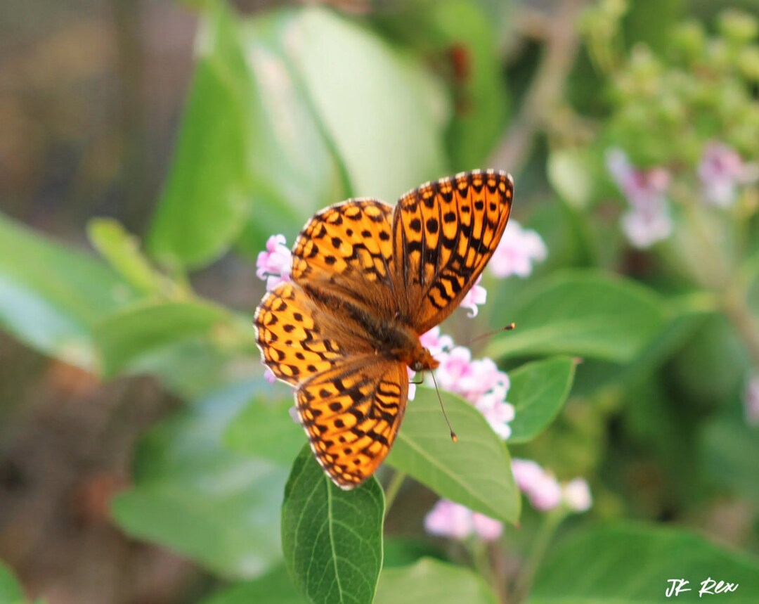 Butterfly Flower - Etsy
