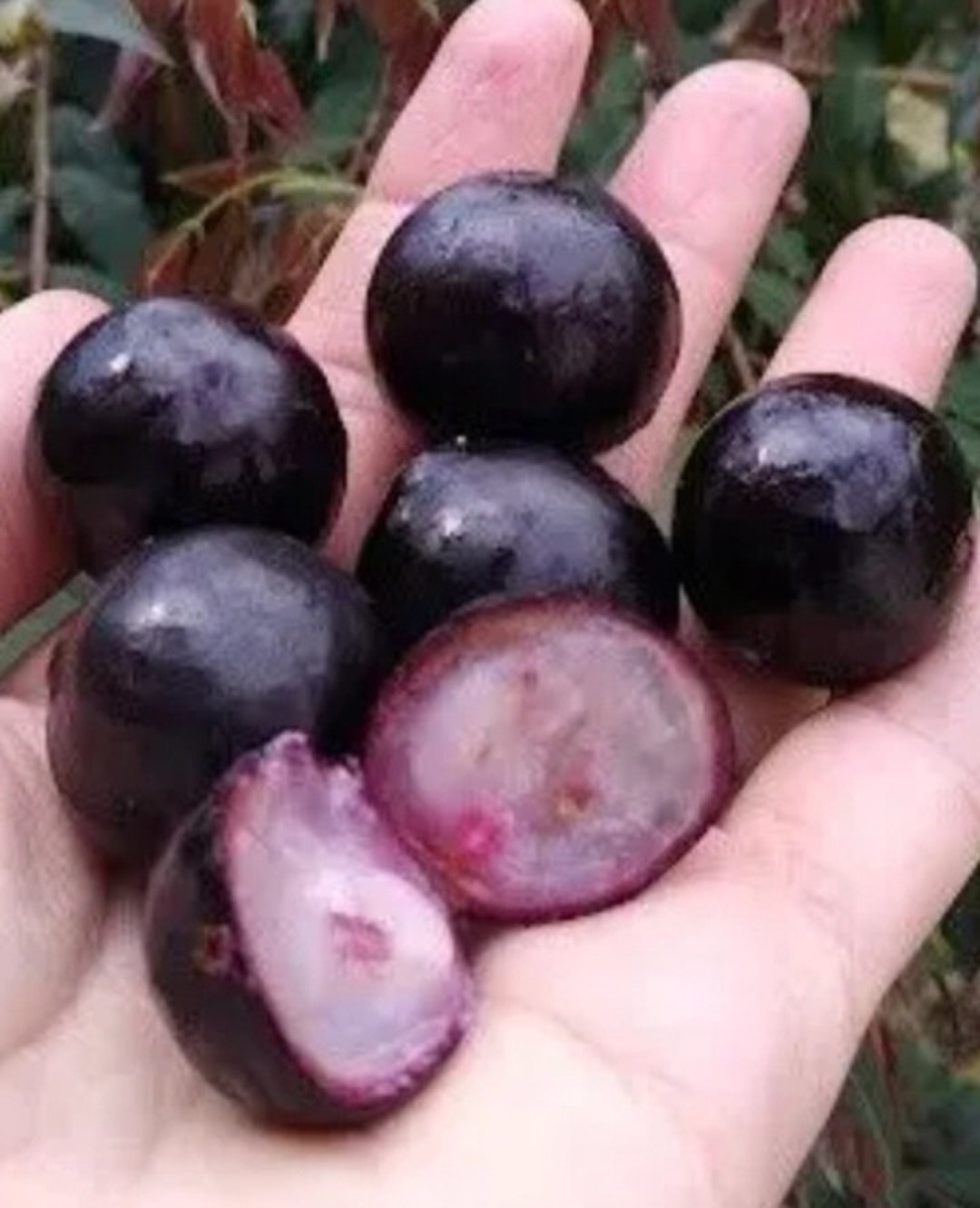 Larger Tree of a Top Tier Jaboticaba plinia Sp. campo - Etsy