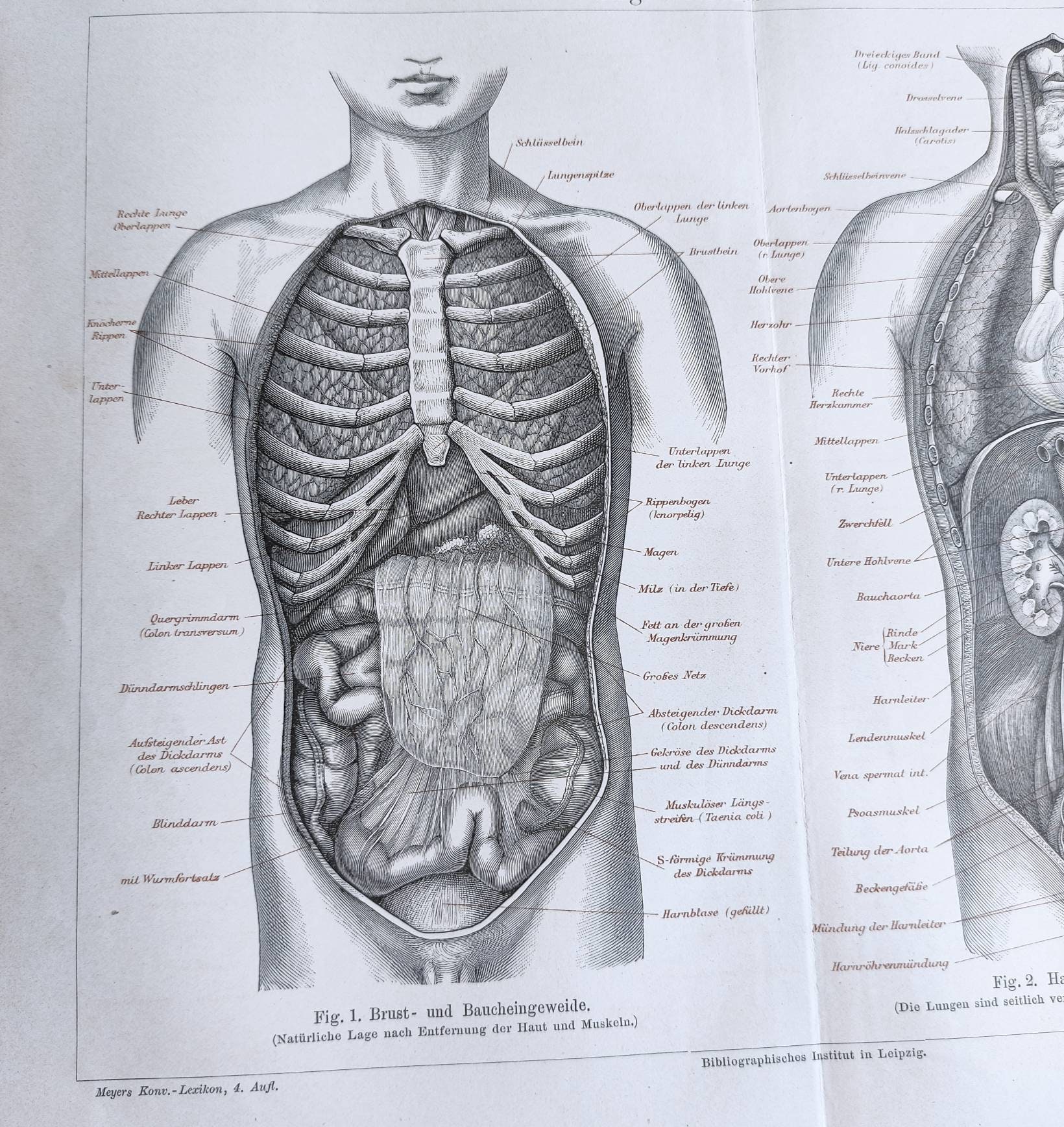 1887 Human Internal Organs Anatomy Medical Antique Engraving Print - Etsy