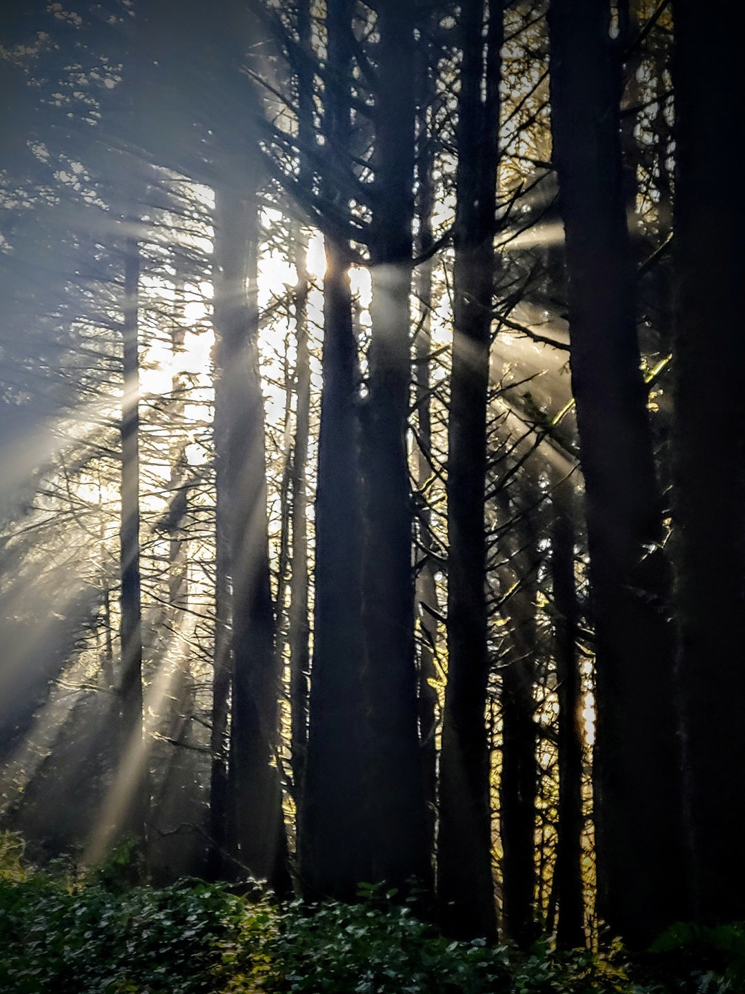 Beautiful Printable Wall Art "sunlight Through the Giant California ...