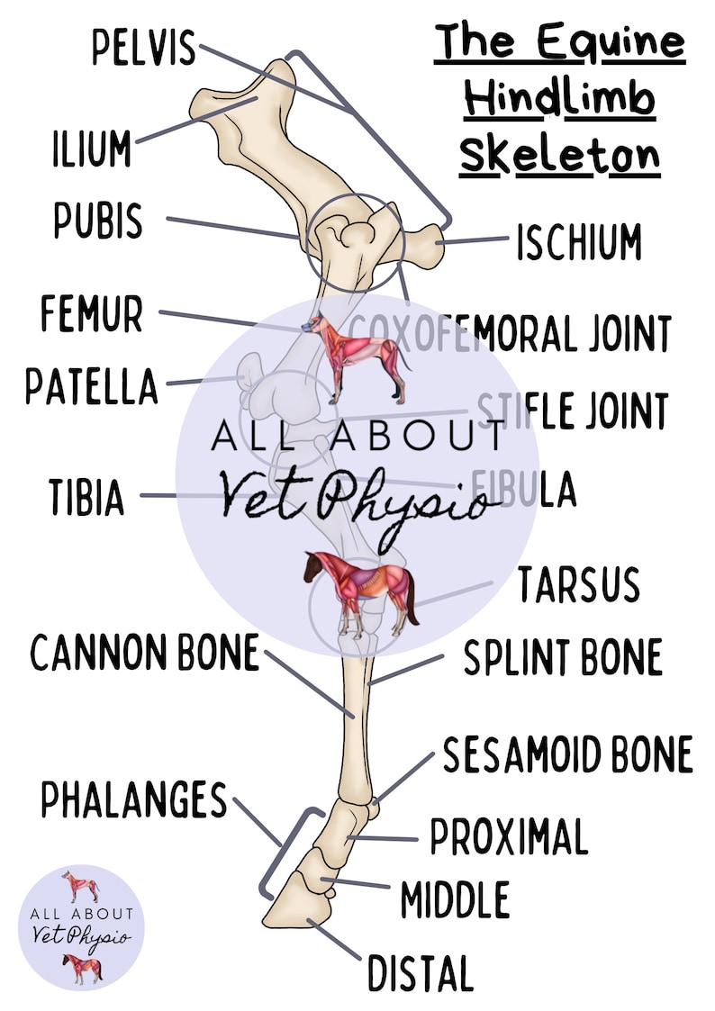The Equine Hindlimb Skeleton - PDF Download - Etsy