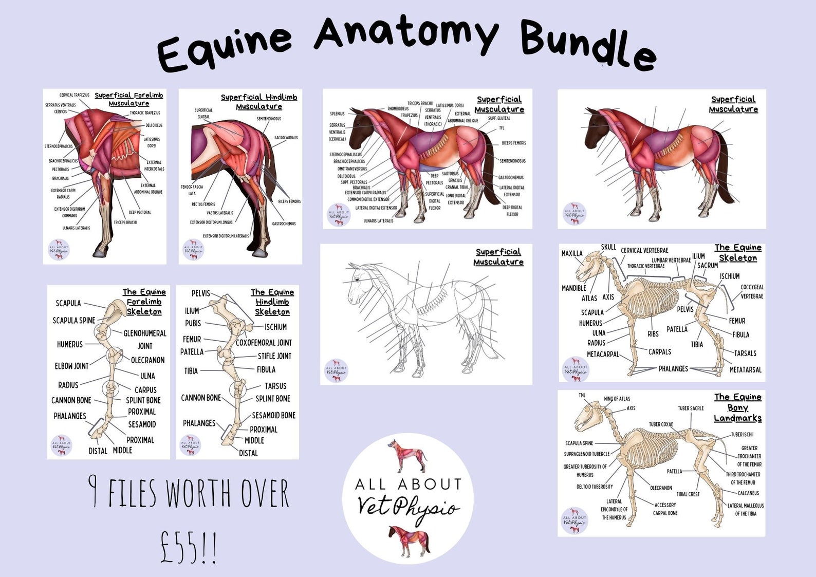 The Equine Anatomy Bundle - PDF Download - Etsy