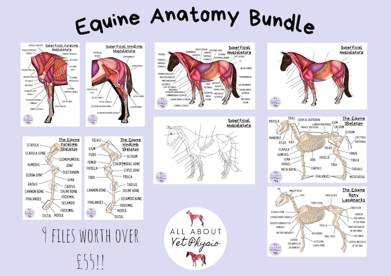 The Equine Anatomy Bundle - PDF Download - Etsy