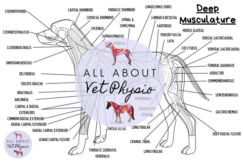 The Canine Superficial Musculature (colouring Edition / With Labels ...