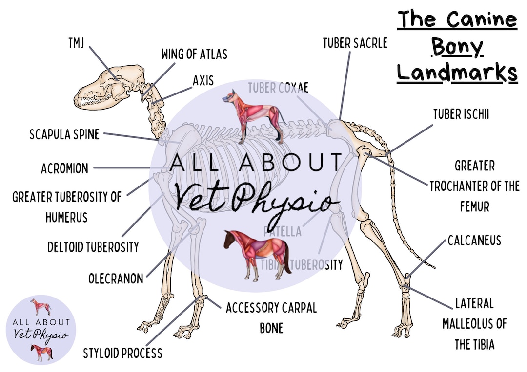 The Canine Bony Landmarks - PDF Download - Etsy