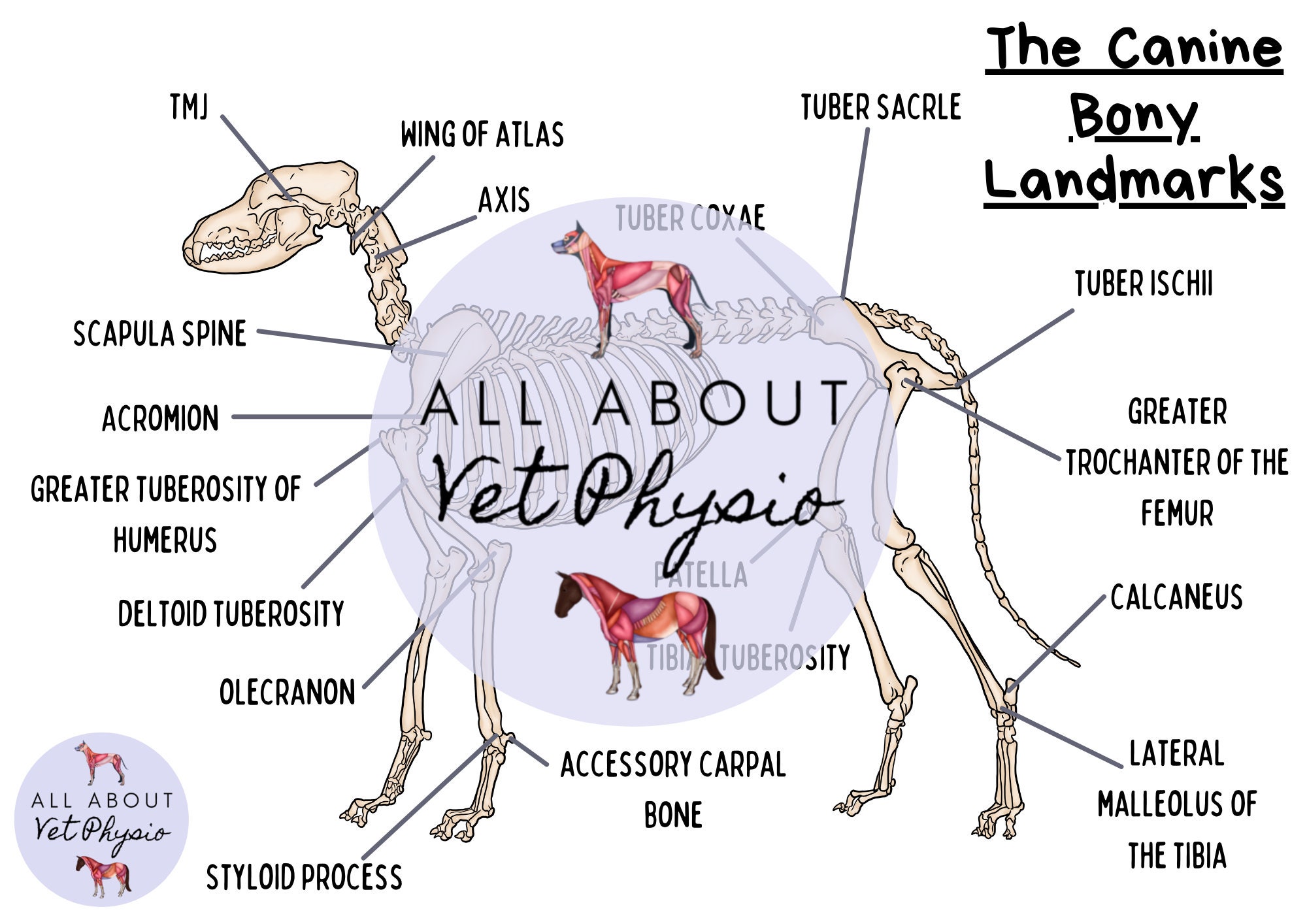 The Canine Bony Landmarks - PDF Download - Etsy UK