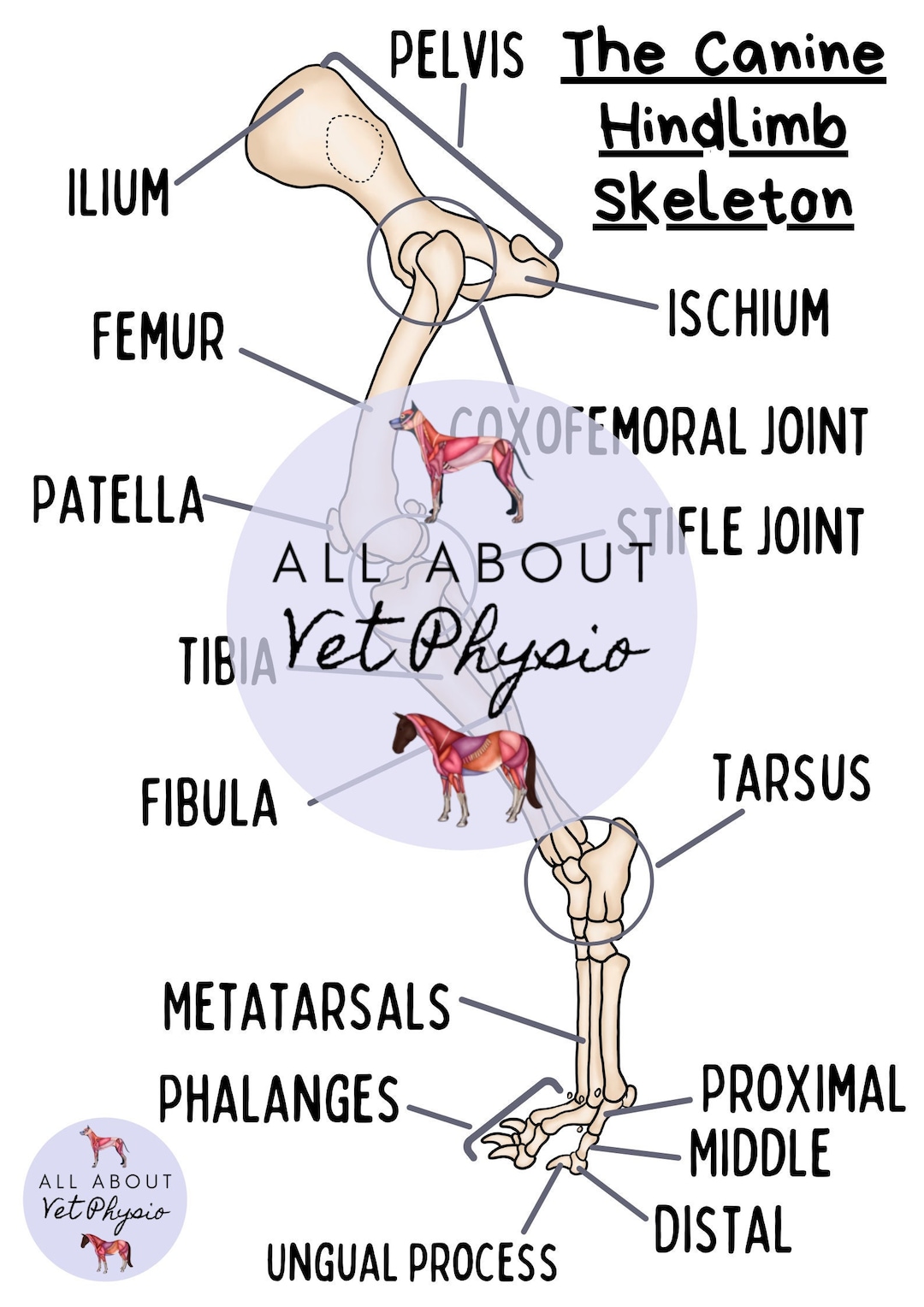The Canine Hindlimb Skeleton - PDF Download - Etsy