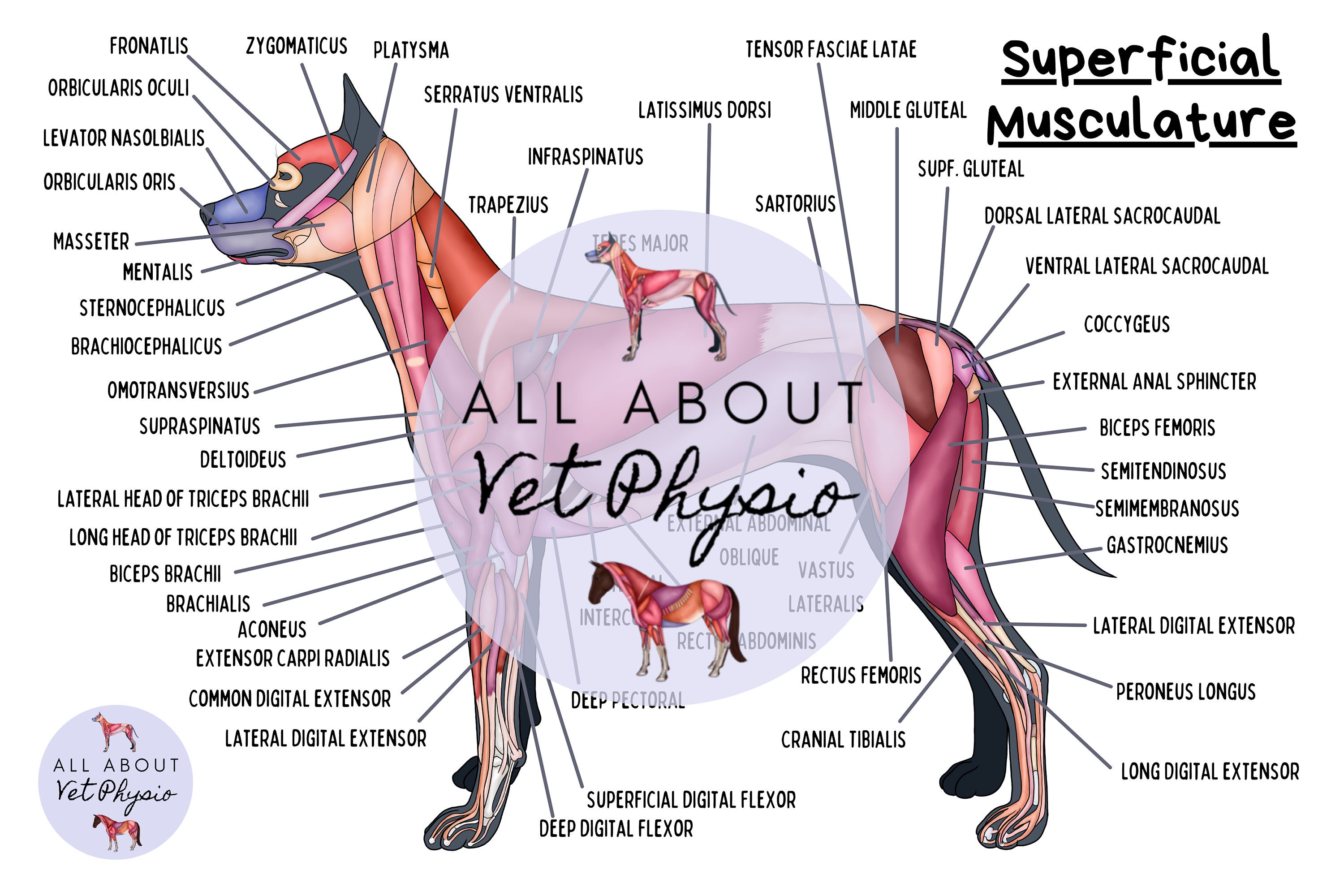 The Canine Superficial Musculature - PDF Download - Etsy Australia