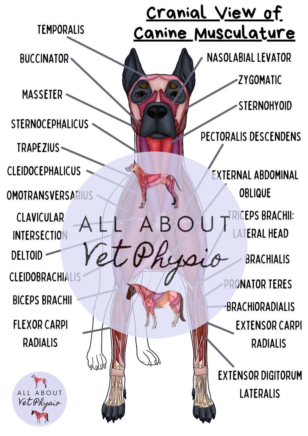 The Cranial View of Canine Musculature - PDF Download - Etsy