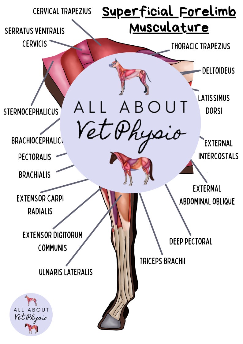 The Equine Superficial Forelimb Musculature - PDF Download - Etsy