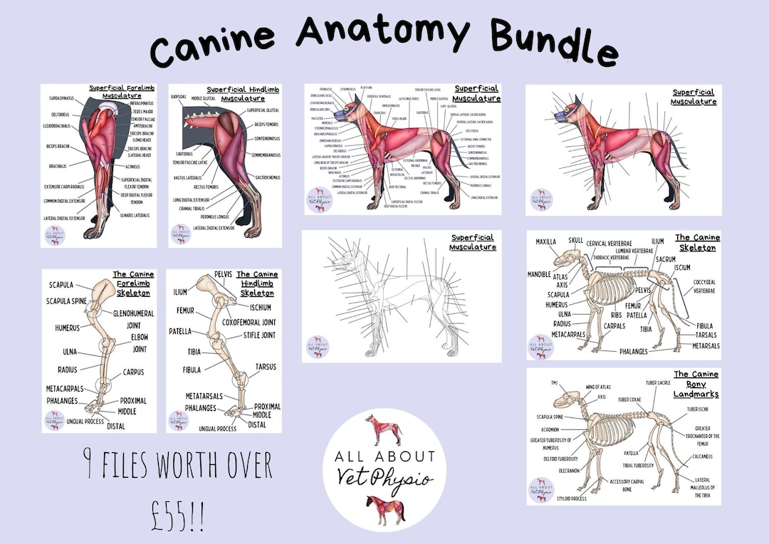 The Canine Anatomy Bundle - PDF Download - Etsy