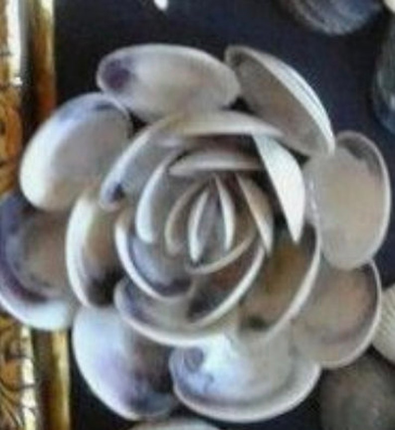 Lot of Unique and Beautiful Sea Shells - Etsy