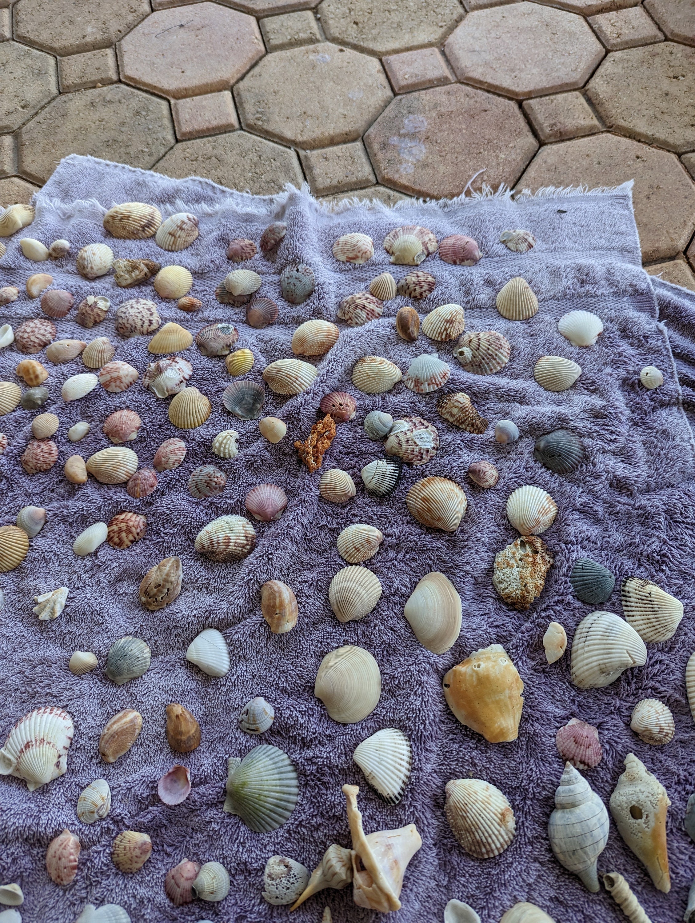 Lot of Unique and Beautiful Sea Shells - Etsy