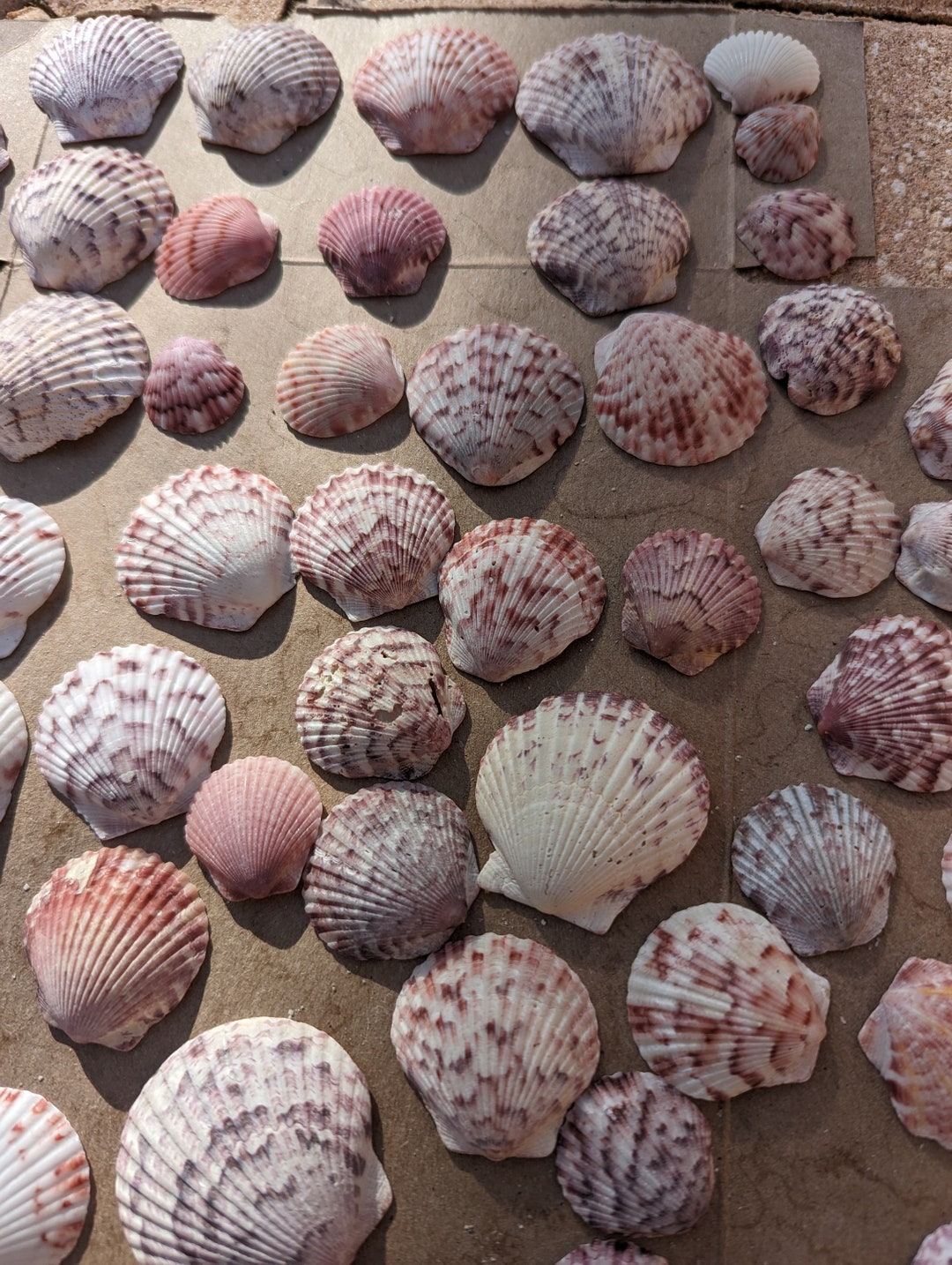 Beautiful Sea Shells . Unique Purple and Red Colors - Etsy