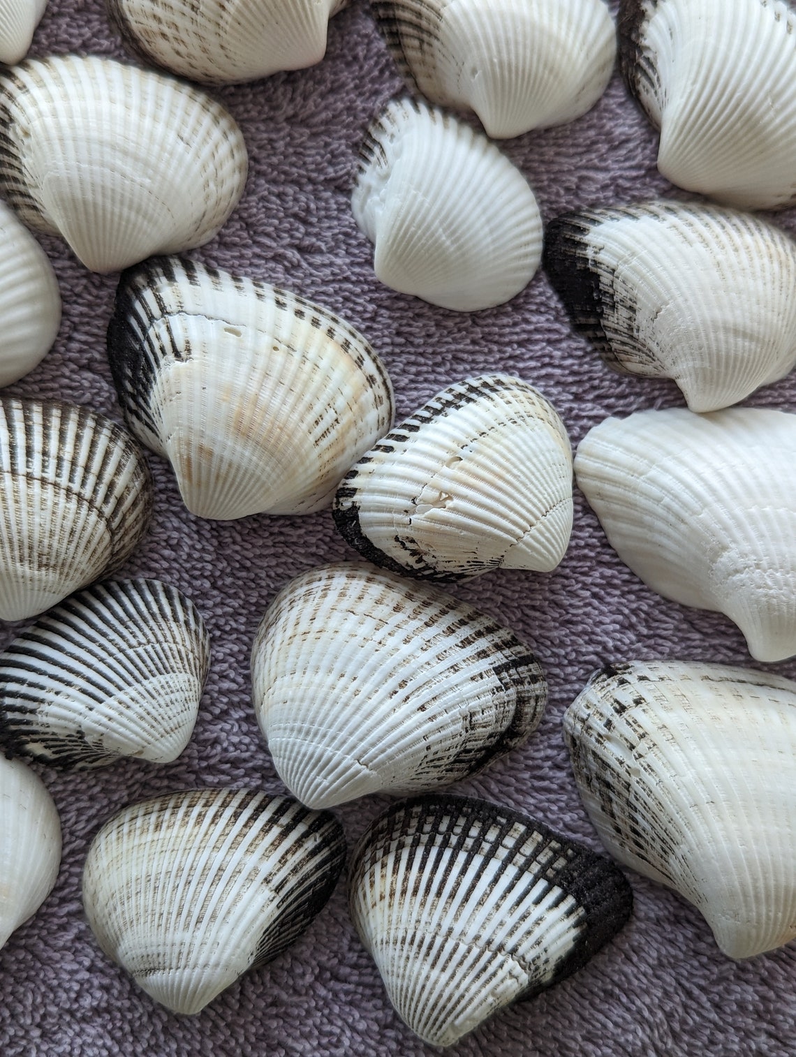 Black and White Shells From Sanibel Island - Etsy