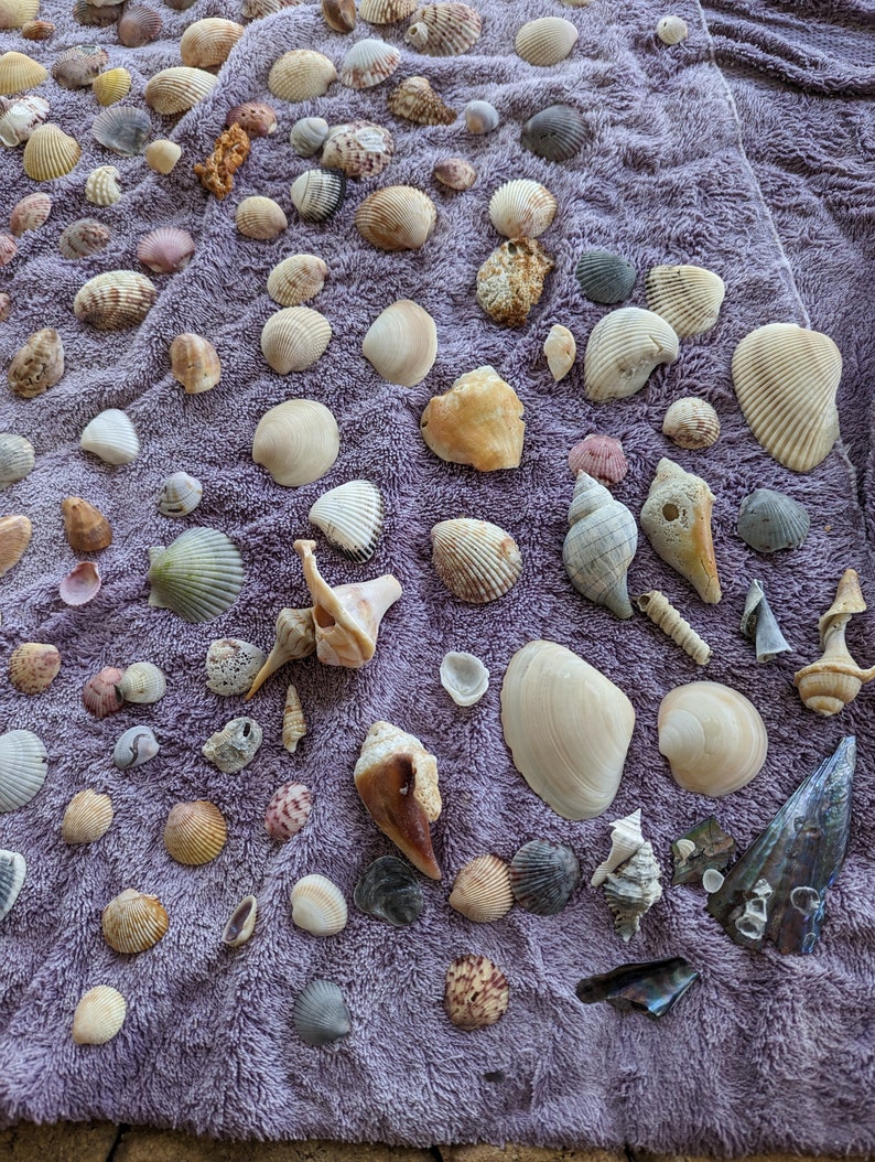 Lot of Unique and Beautiful Sea Shells - Etsy