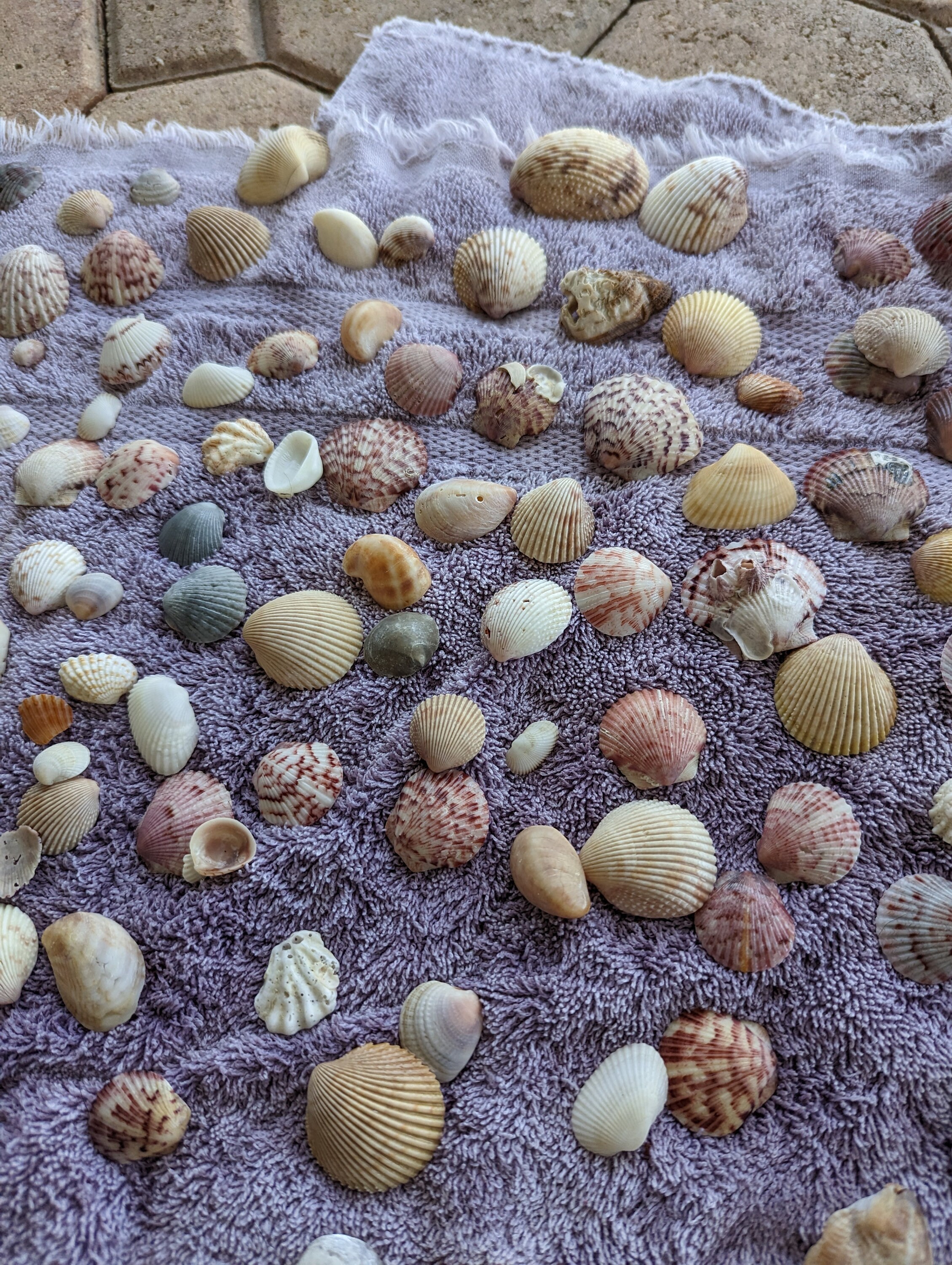 Lot of Unique and Beautiful Sea Shells - Etsy