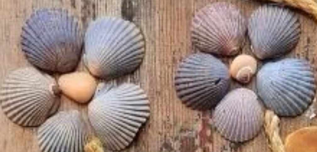 Lot of Unique and Beautiful Sea Shells - Etsy