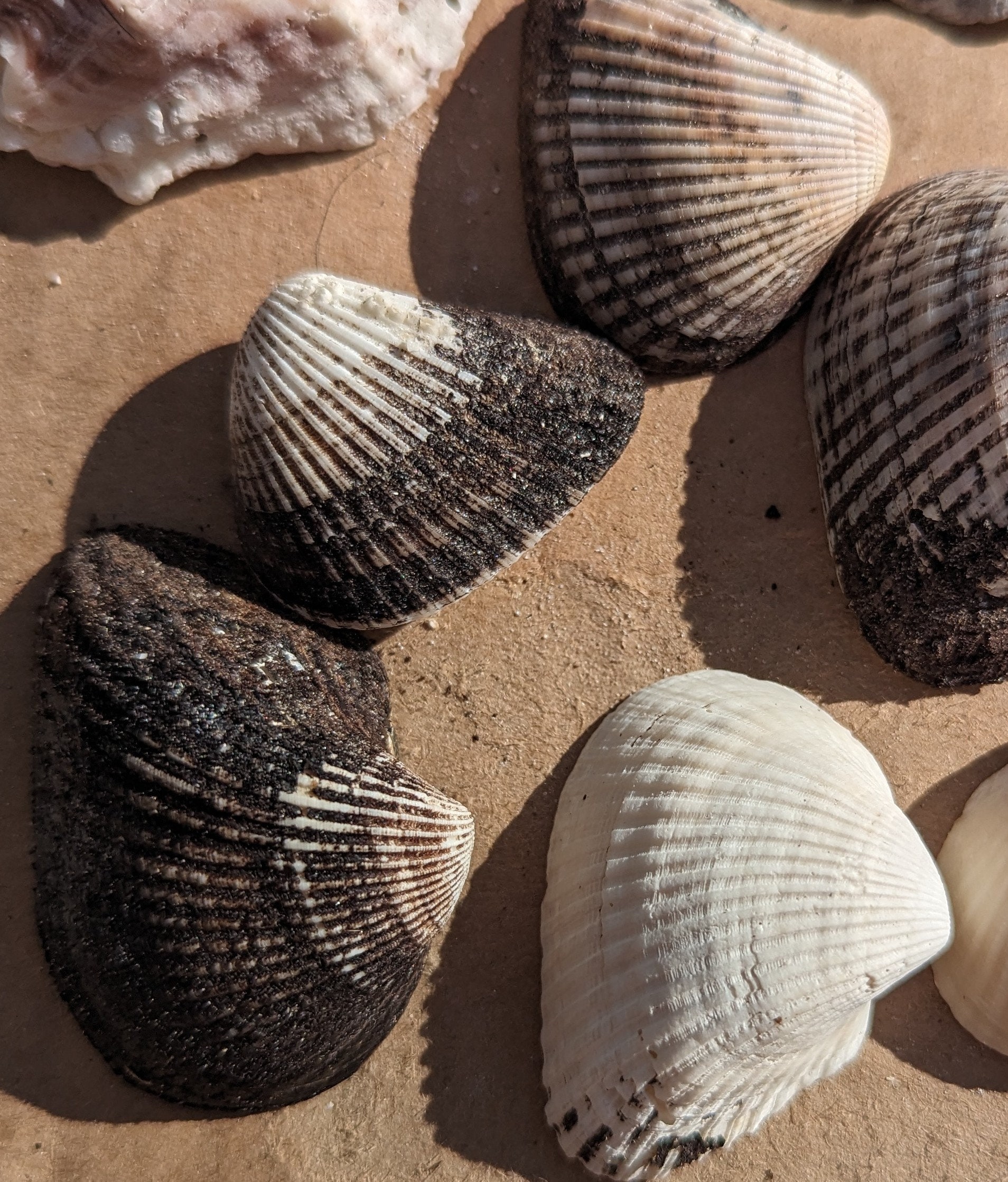 Black and White Shells From Sanibel Island - Etsy