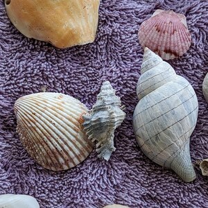 Lot of Unique and Beautiful Sea Shells - Etsy