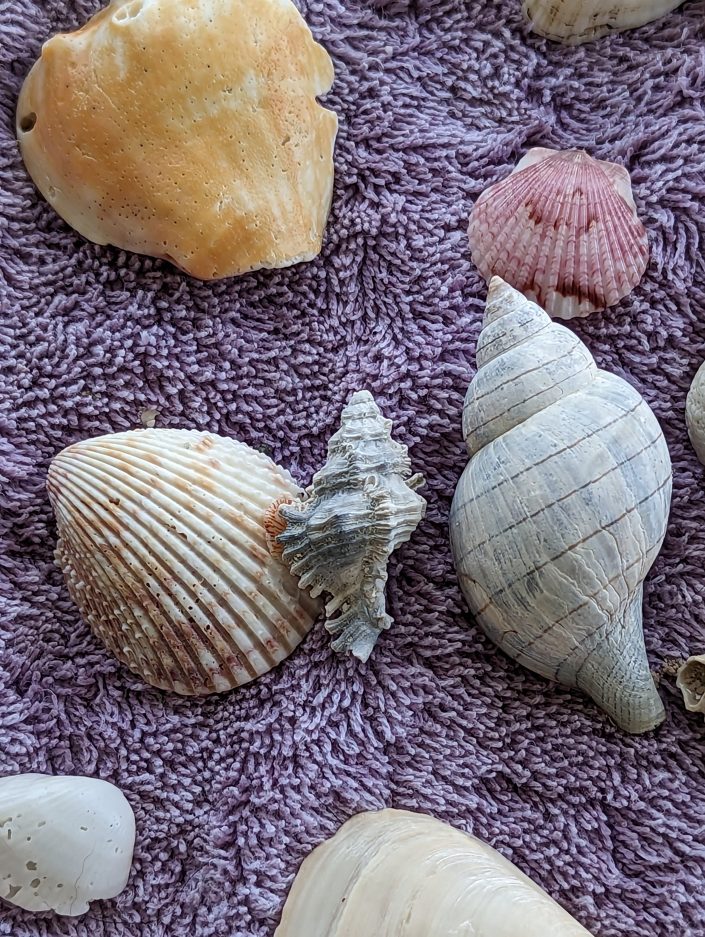Lot of Unique and Beautiful Sea Shells - Etsy