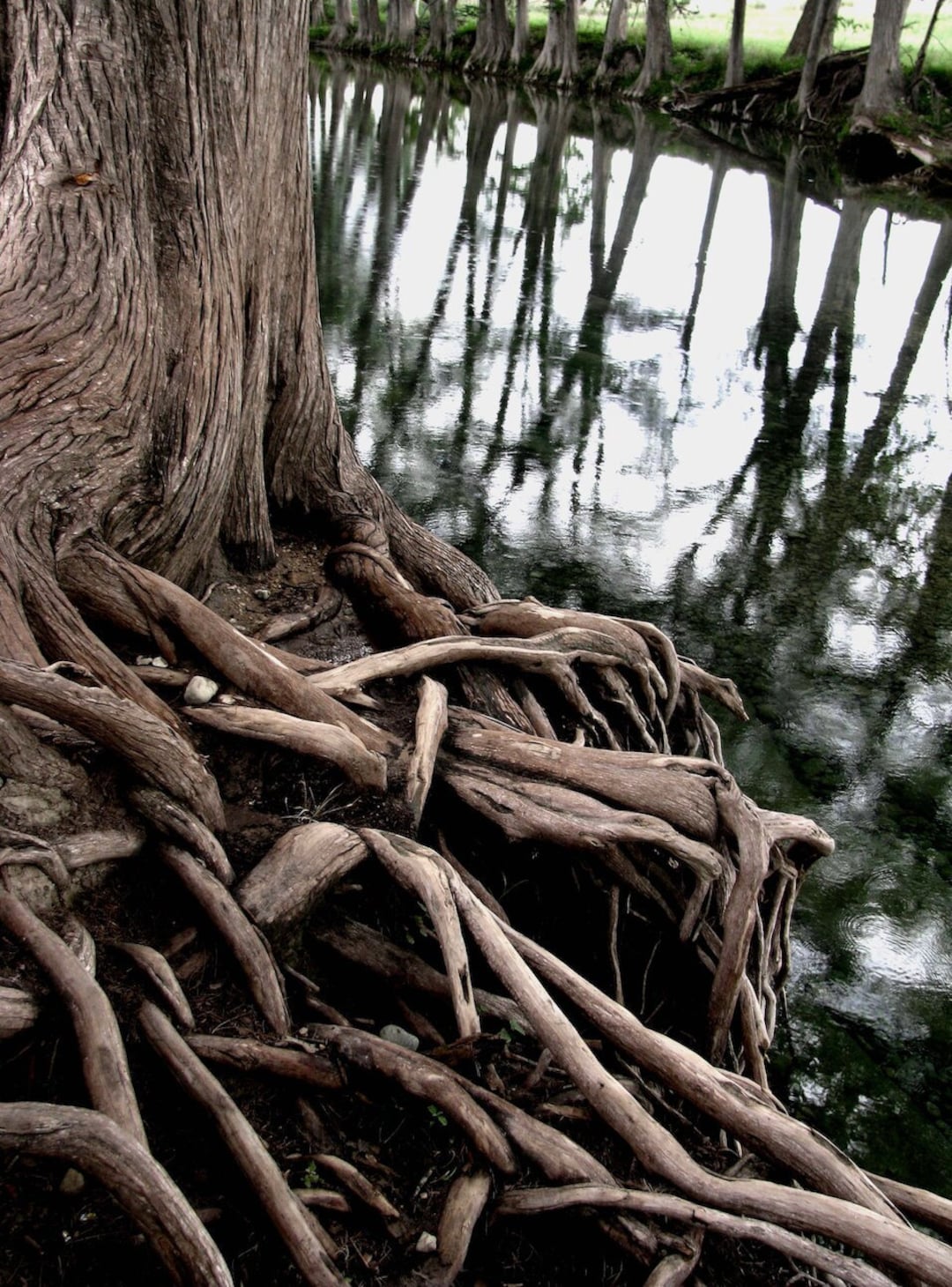 River Roots - Digital Download Only JPEG - Etsy