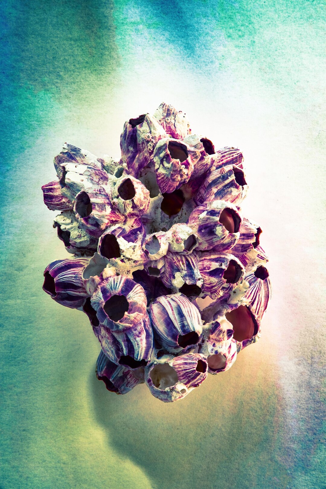 Barnacles- Fine Art Photography Print - Etsy