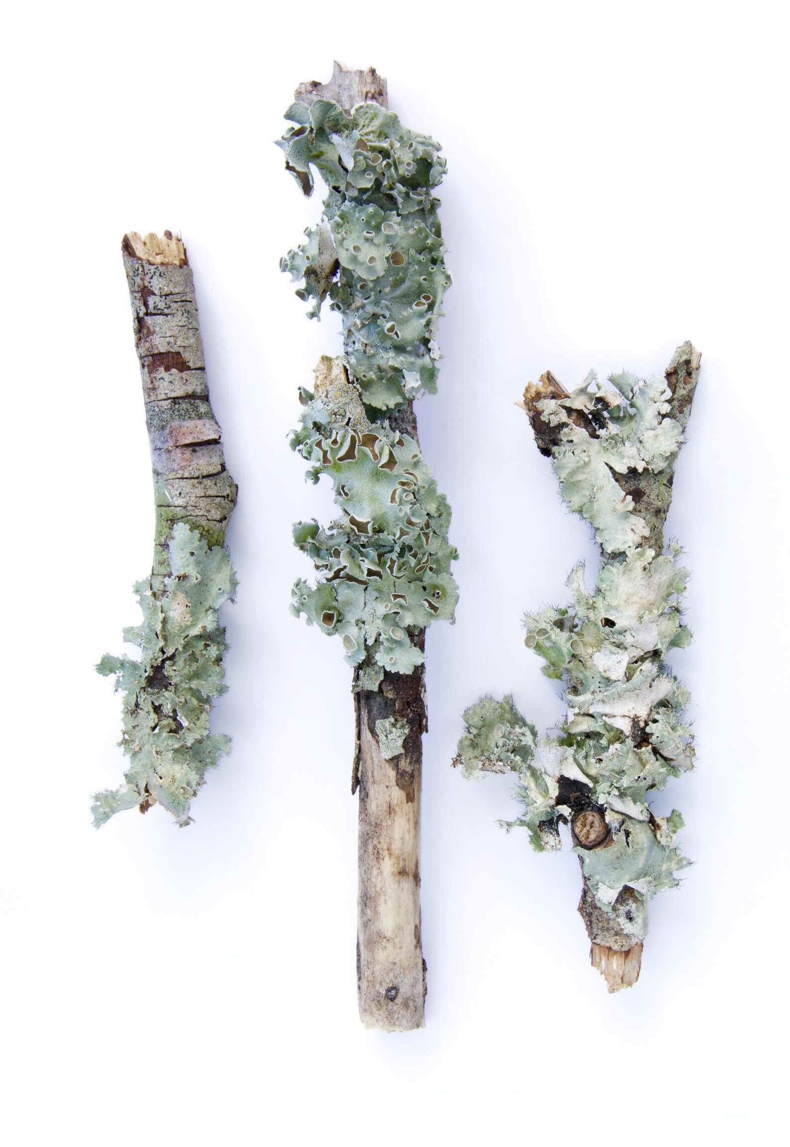 Lichen Trio- Fine Art Photography Print - Etsy