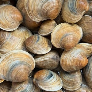 Clams on Fleek- Fine Art Photography Print - Etsy