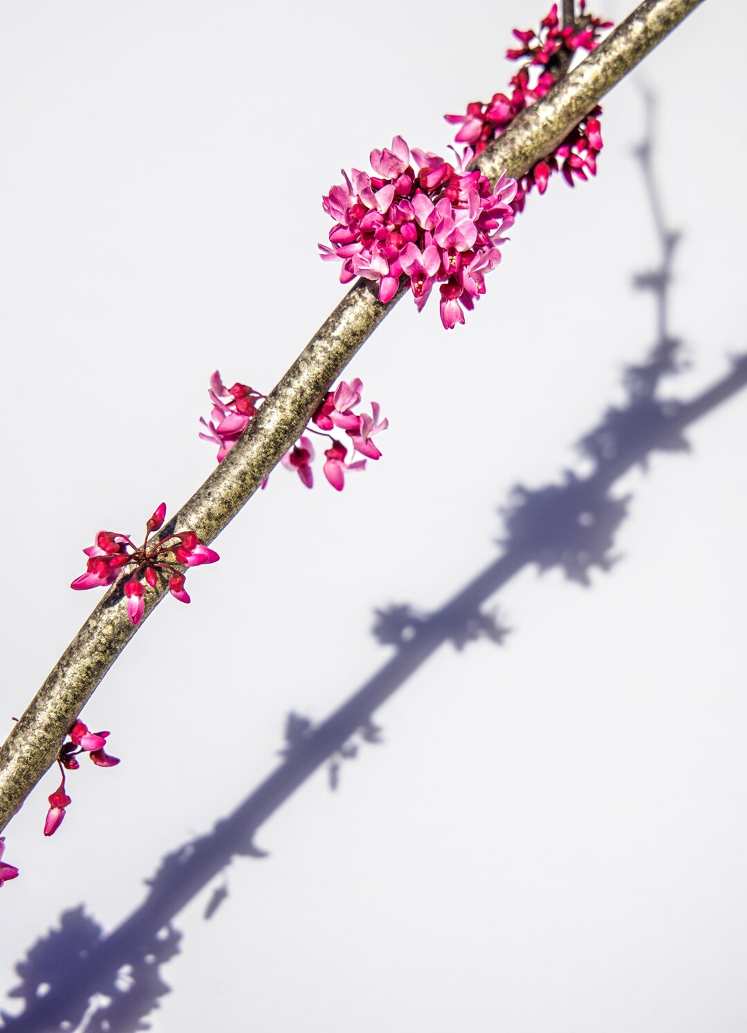 Pink Shadow- Fine Art Photography Print - Etsy