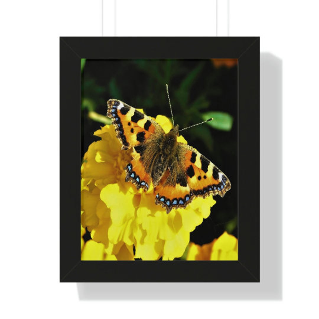 Butterfly Wall Poster, Travel Wall Art, Wild Life Home Decor, Wall Art ...