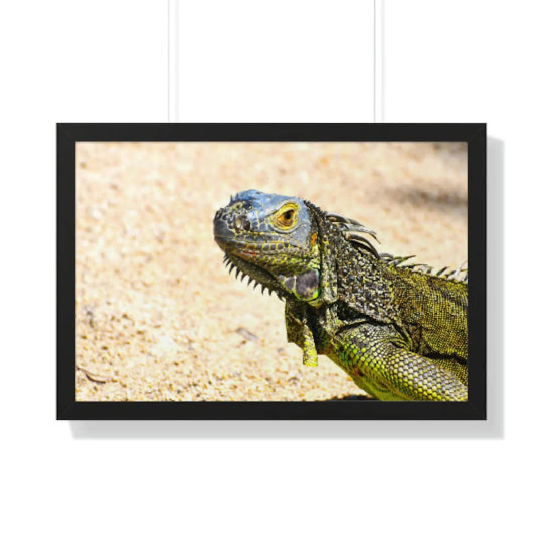 Green Iguana Wall Poster, Wild Life Wall Art, Photography Home Decor ...