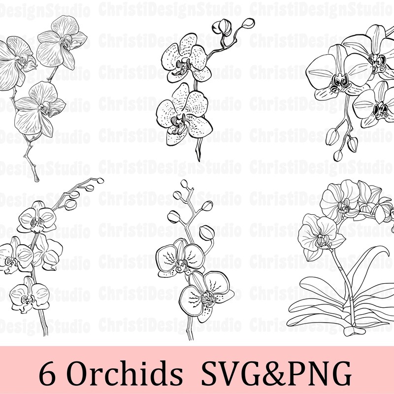 Orchids Svg - Etsy
