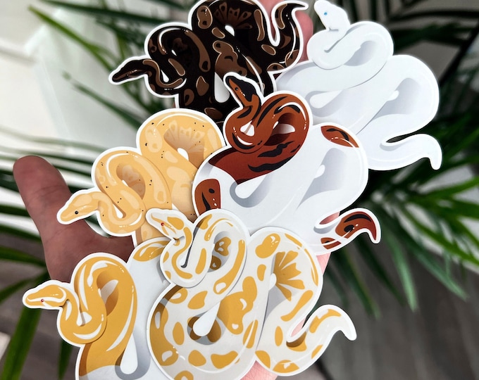 Ball Python Popular Morphs | 6 Colors | Wild, Banana - Coral Glow ...