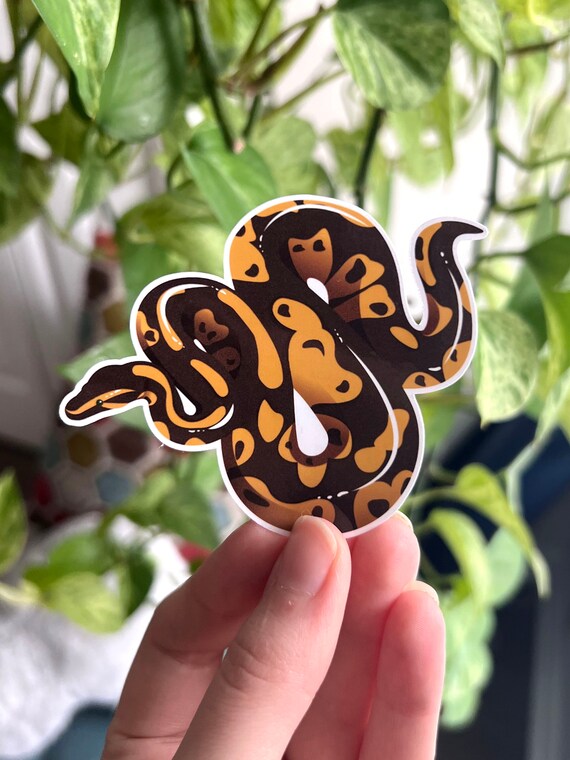 Baby Pastel Ball Python